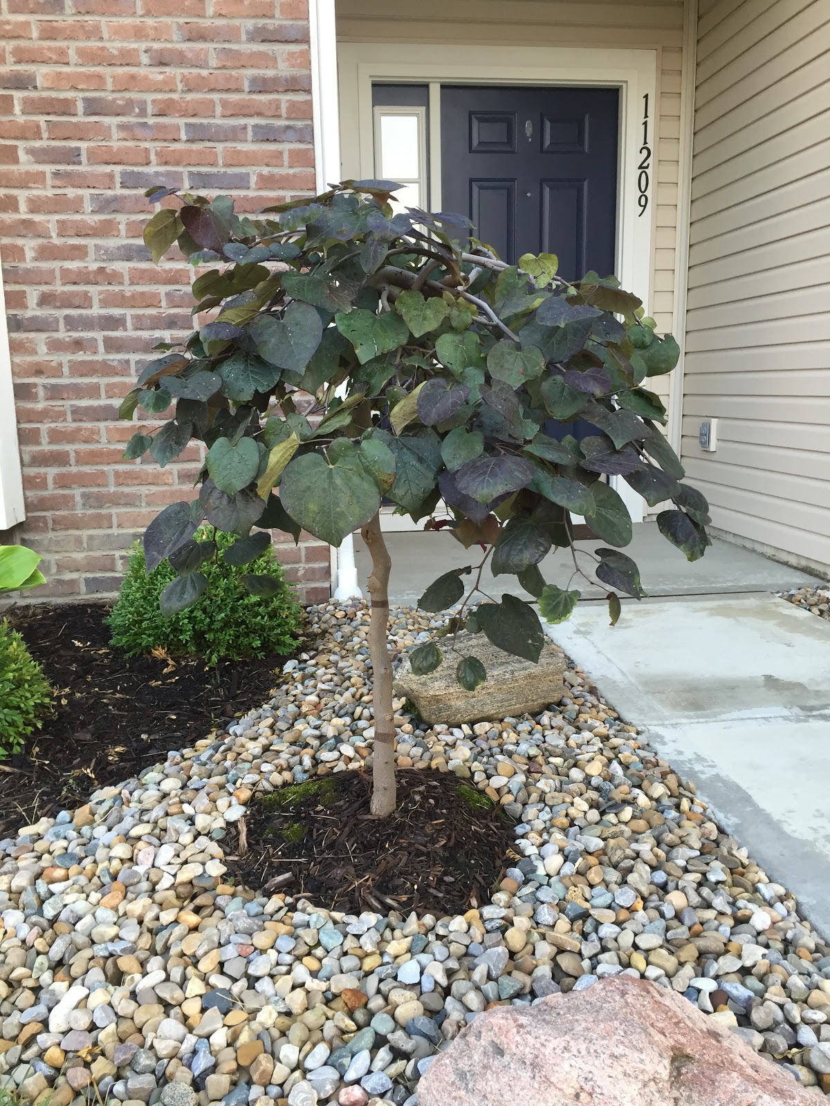 Cercis canadensis ‘Ruby Falls’ Weeping Redbud [Backyard Neophyte ...