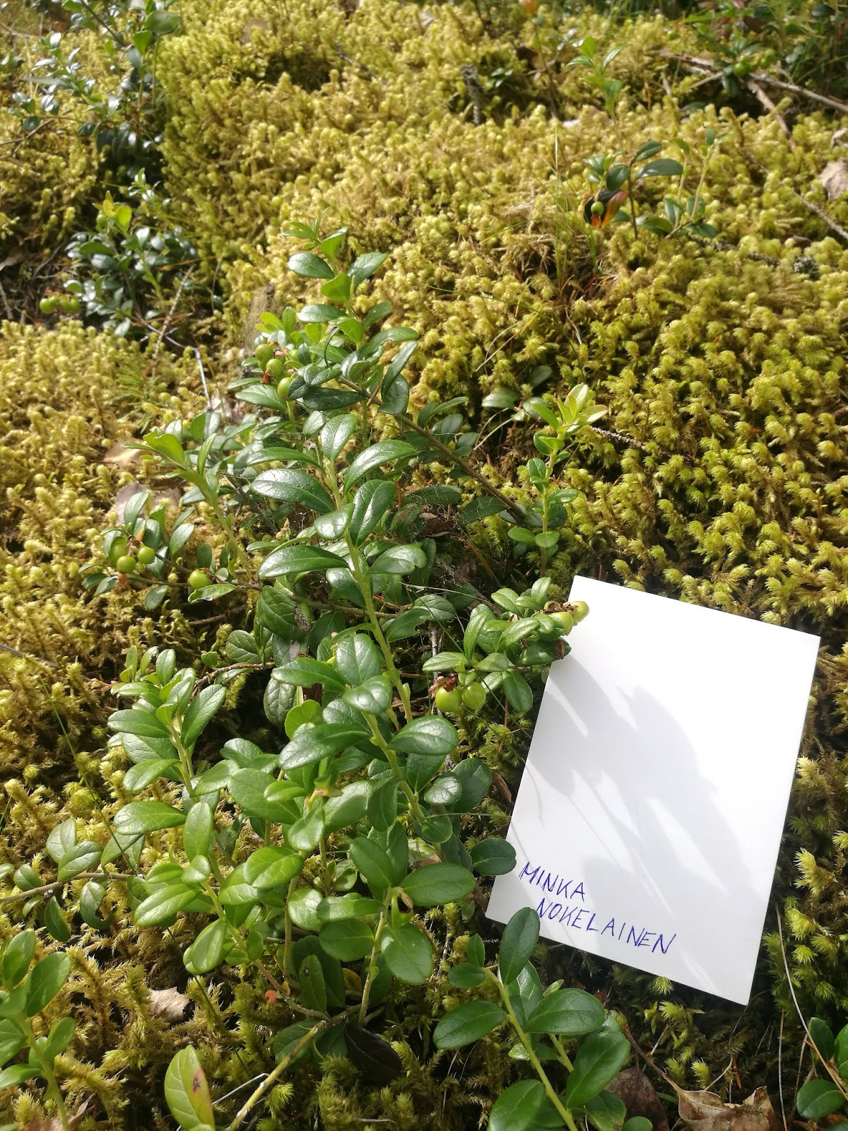 Kasvikansio 2018: PUOLUKKA