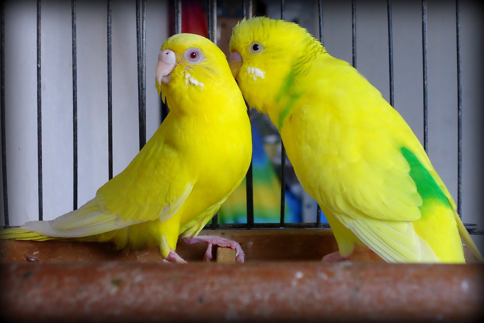 Tudo sobre os periquitos: Conheça um pouco sobre eles: