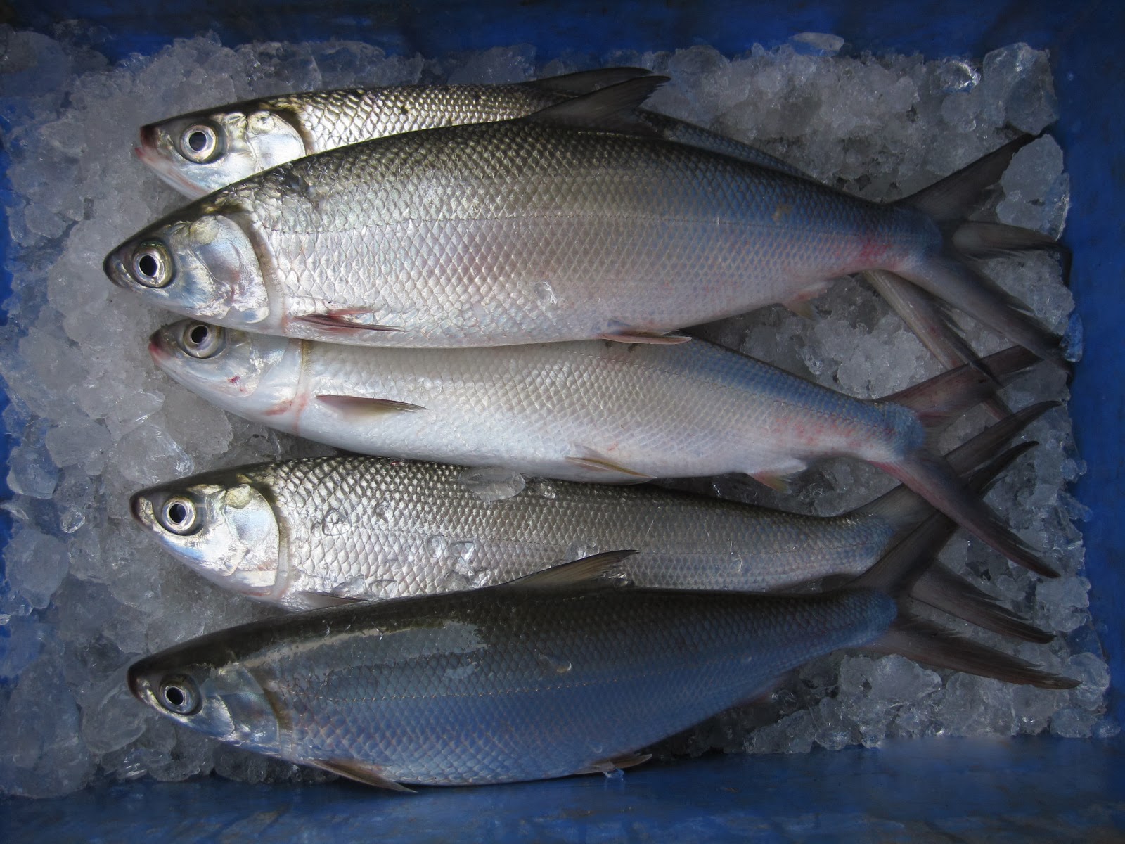 Indonesia Frozen Milkfish Suppliers for Cafeteria at School - Frozen ...