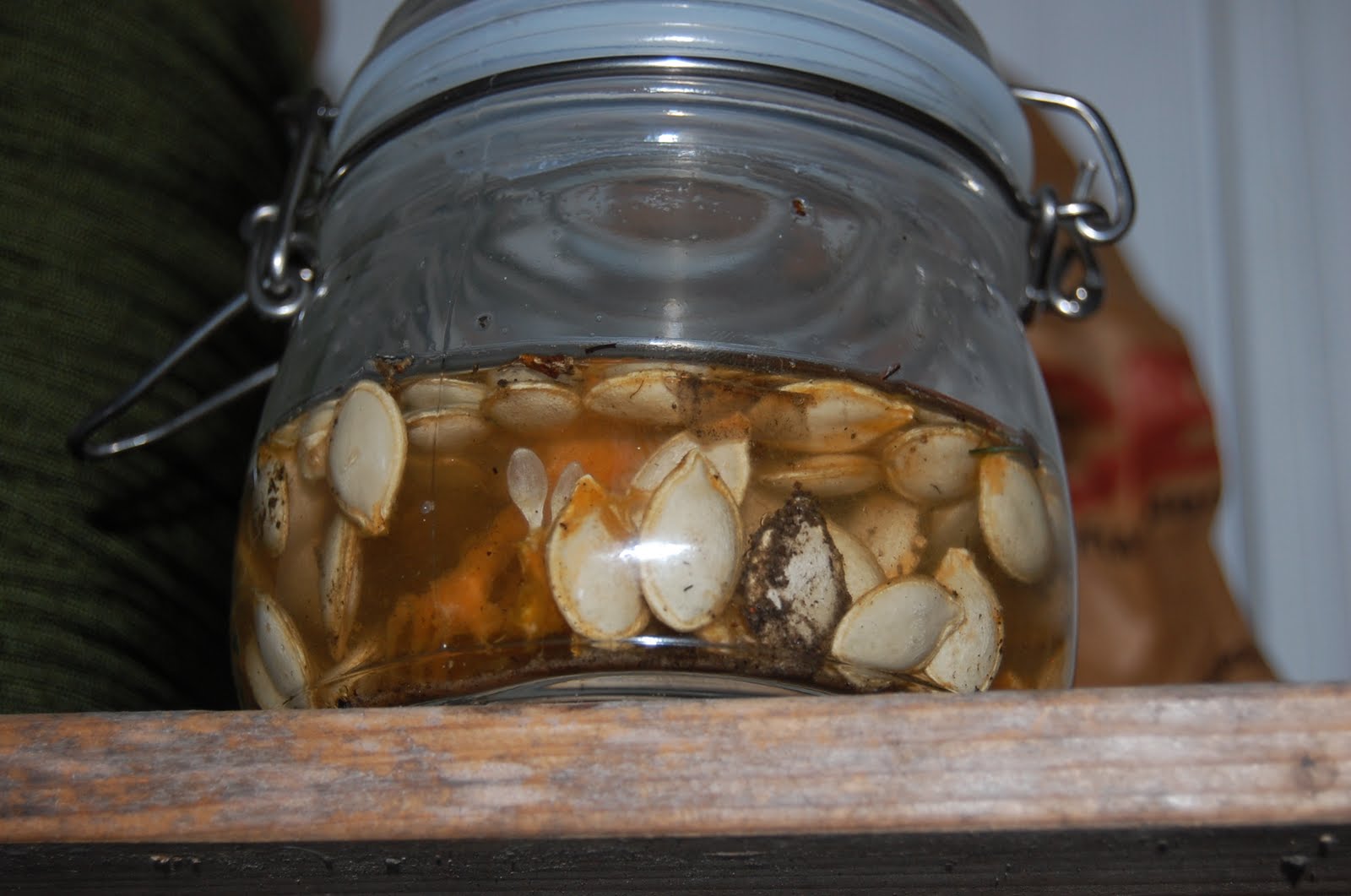 Urban Self-Sufficientist: Saving Seeds and the process of Fermentation