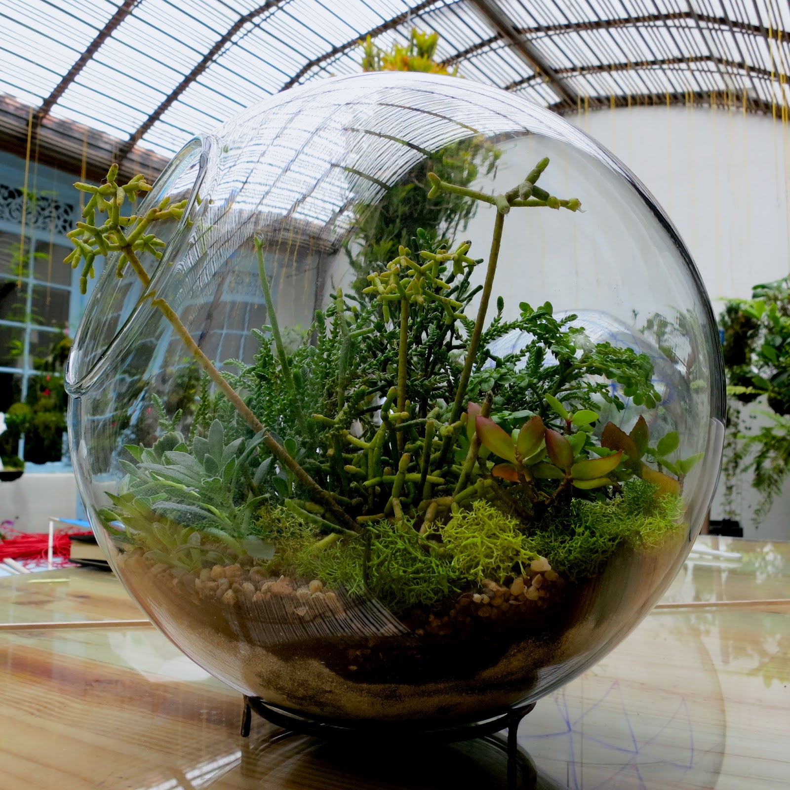 taller vivo: Nuevos terrarios