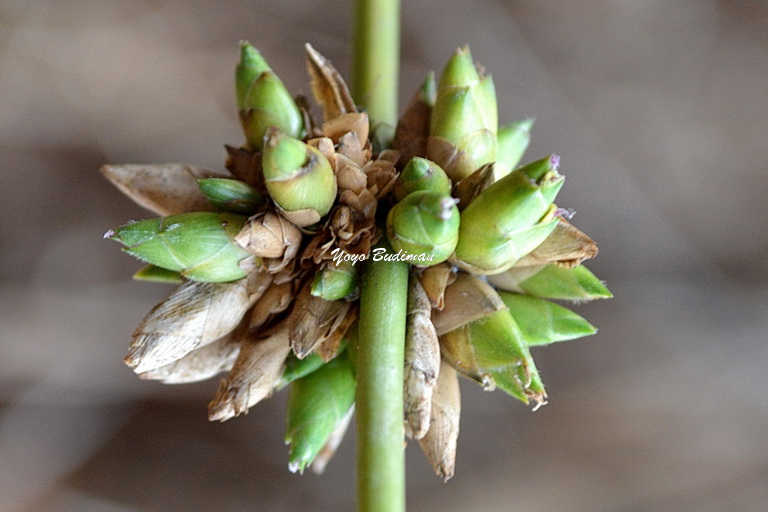 Bambu Indonesia: Bunga dan Buah Bambu