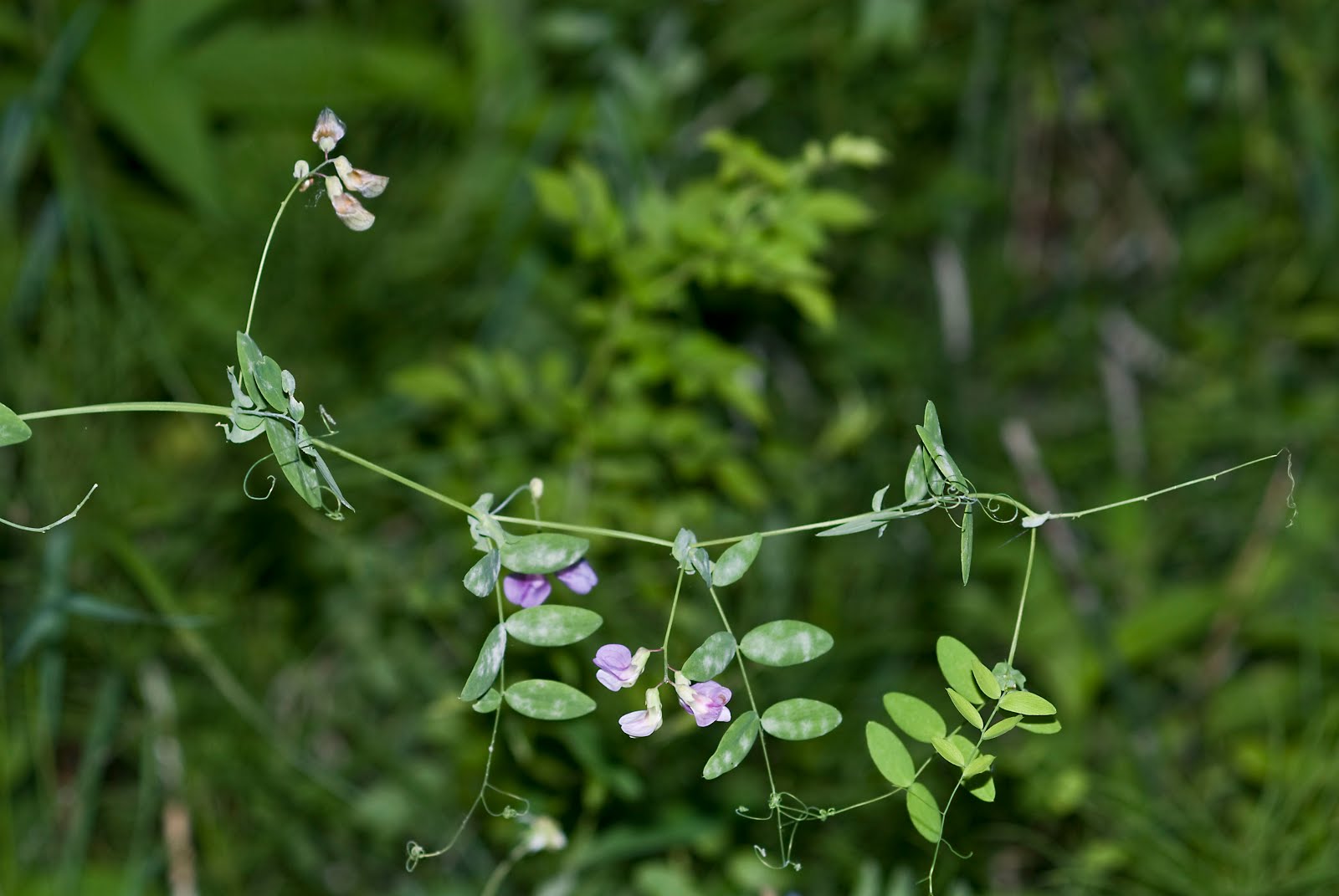 Indiana Plant A Day: Marsh Pea