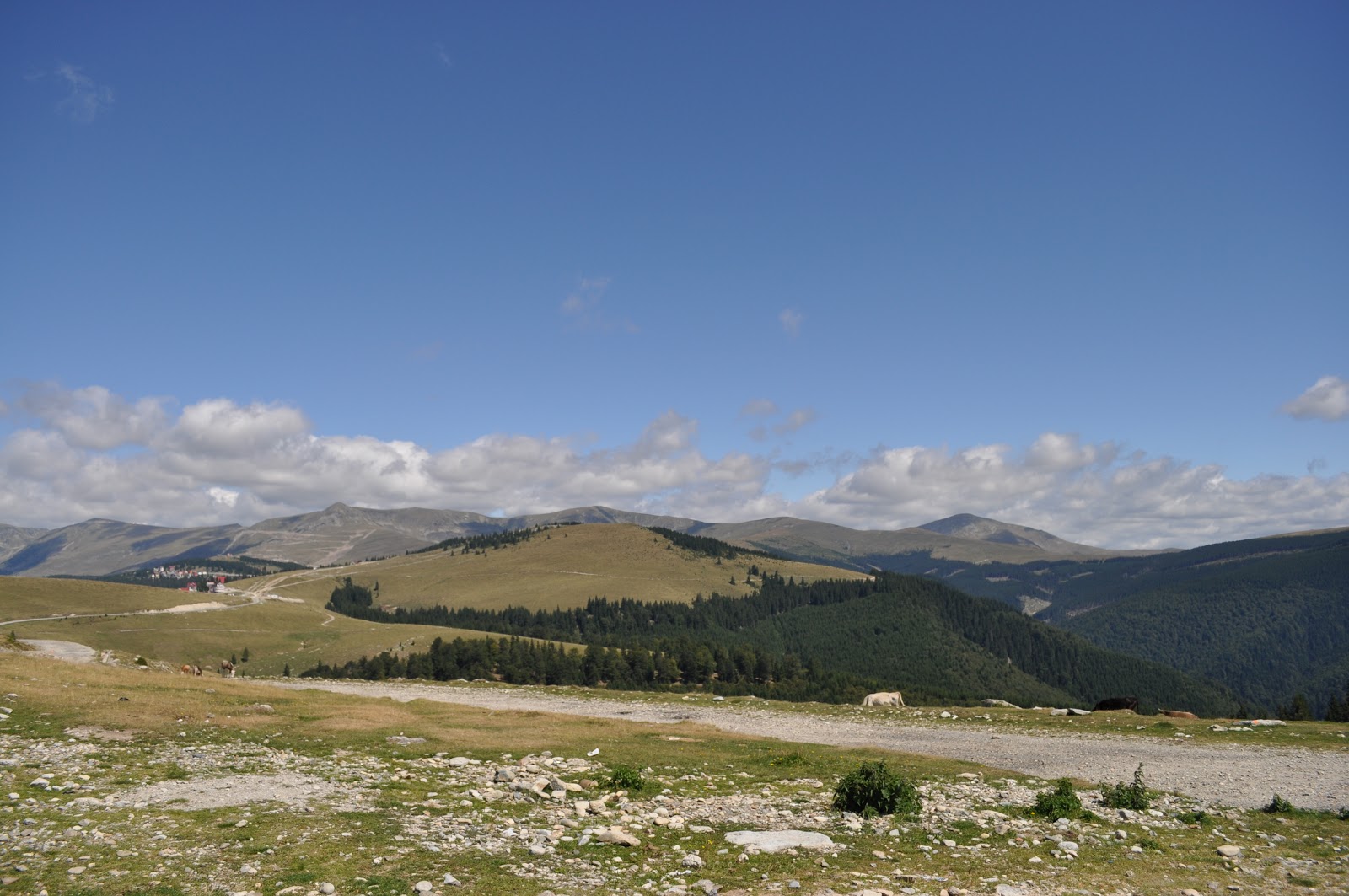 Poze, Natura, Animale, Plante, Romania, Valcea, Ionut Ungureanu