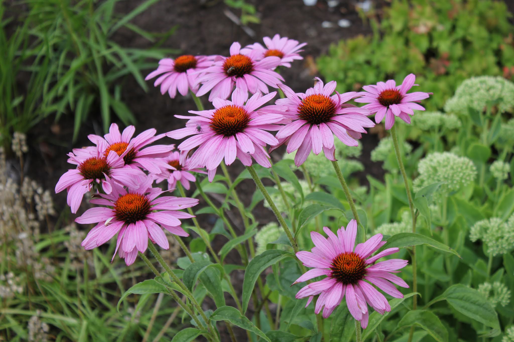 Kukka & Kaali: PITKÄÄN KUKKIVAT KASVIT