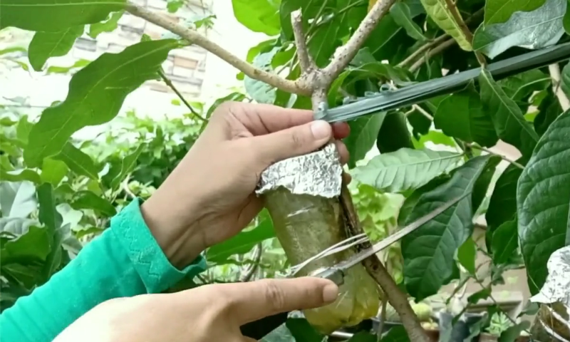 Practical Gardening: How to Air-Layer Trees and Vines with Just Water