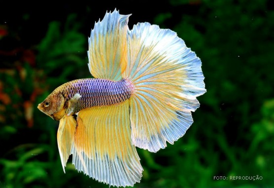 CRIAÇÃO DE ANIMAIS: Criação de Peixes Betta