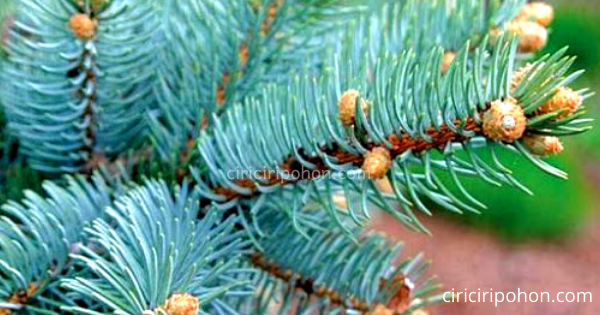 6 Perbedaan Pohon Pinus dan Pohon Cemara yang Harus Diketahui ...