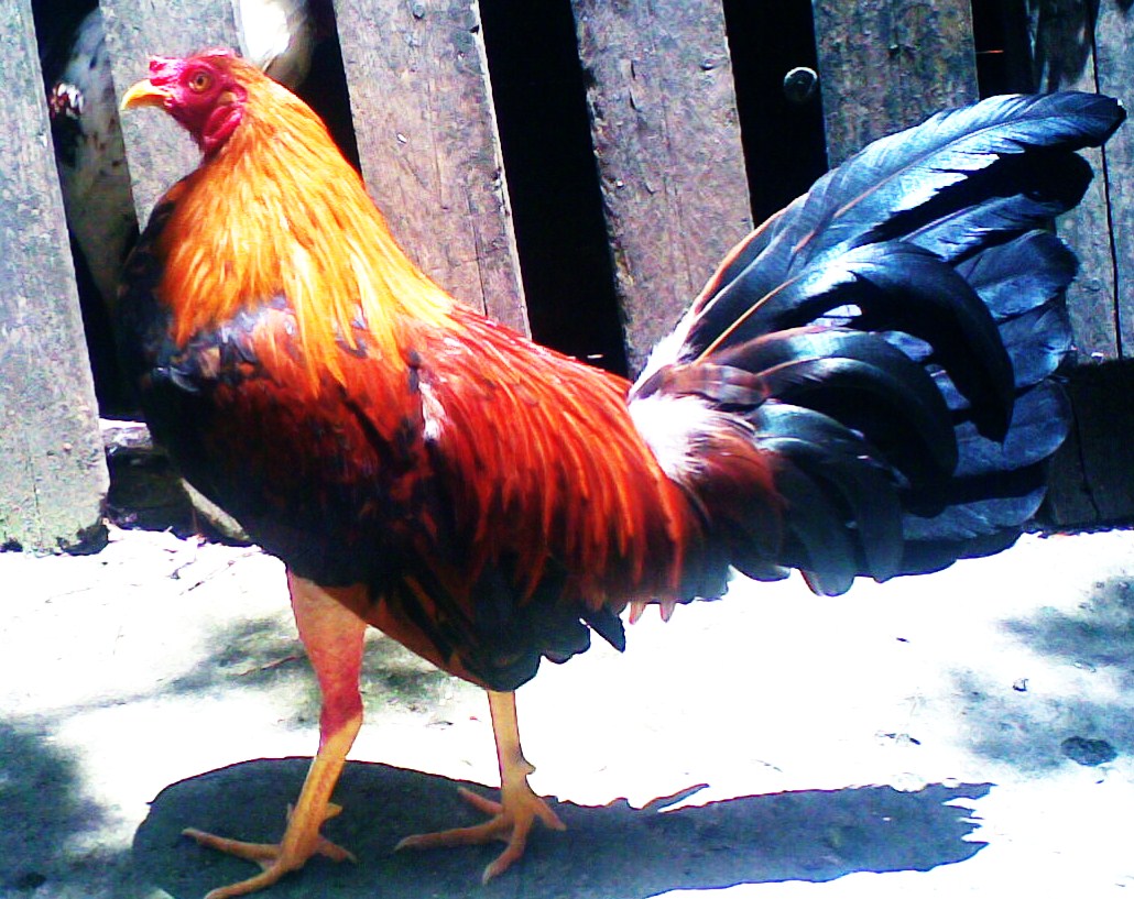 Otros gallos de combate Vendidos a Corozal Sucre