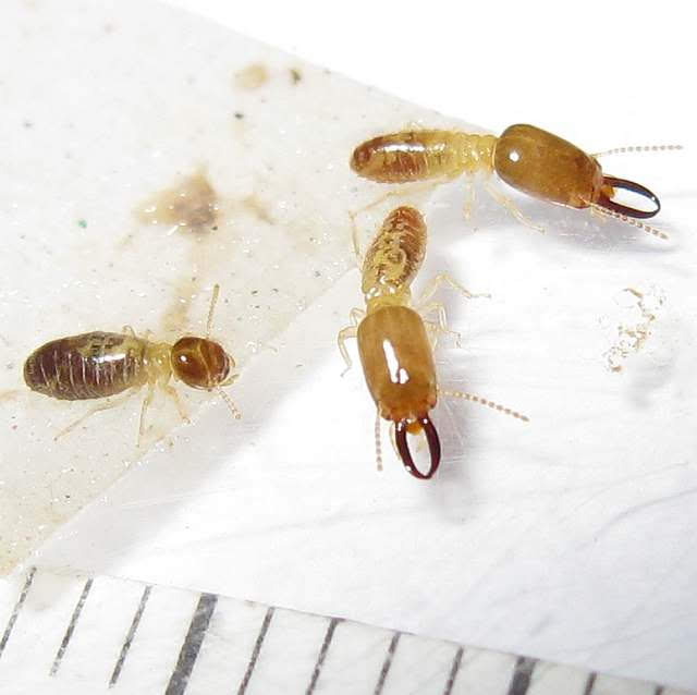 Photos and Info on Ants and Termites of Malaysia: Microcerotermes sp