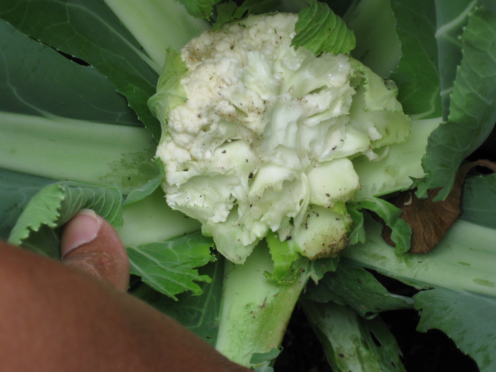 Green Meadows Community Garden: What is eating the Cauliflower?