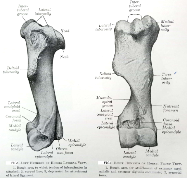 Humerus | Gross Anatomy | Anjani Mishra