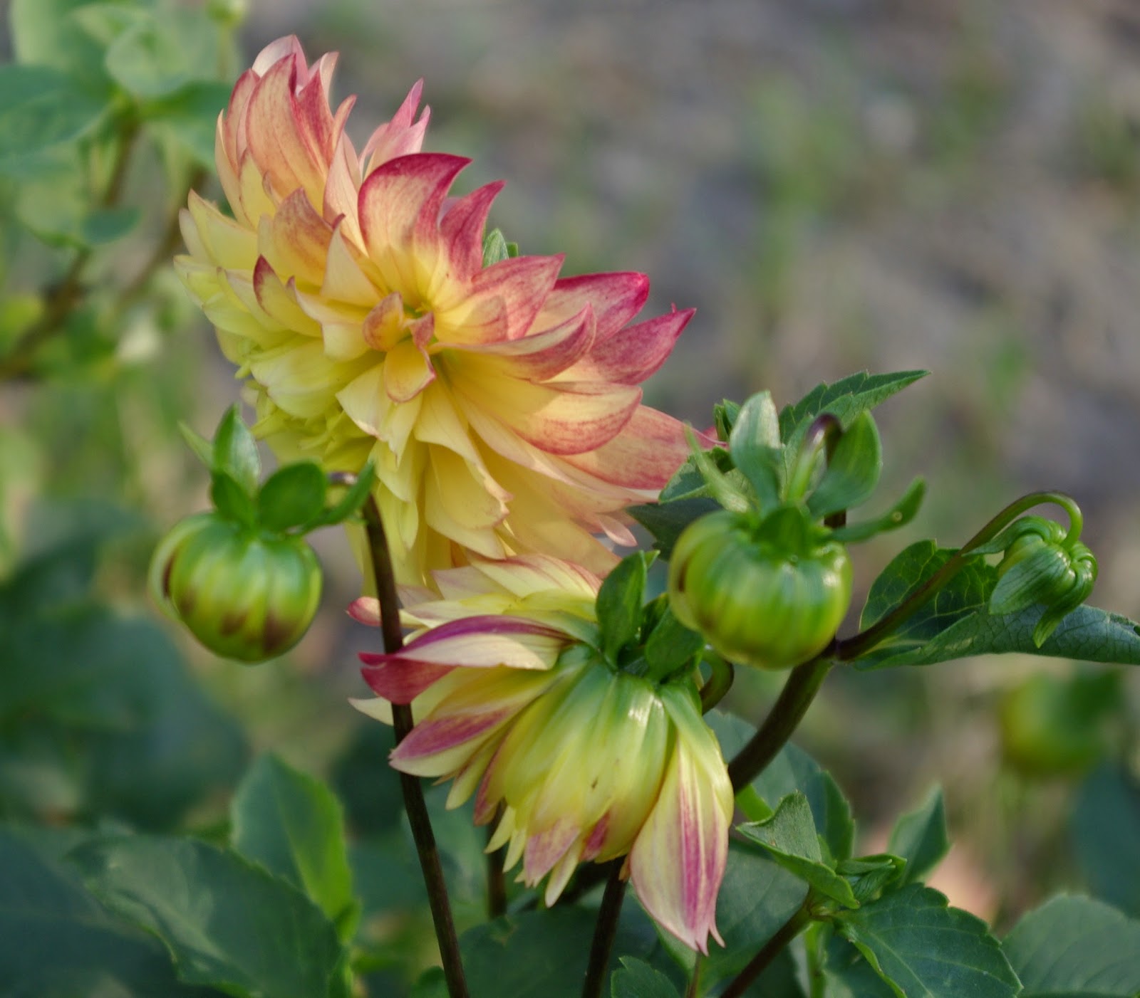 sweetbay: Garden Bloggers' Bloom Day October 2009