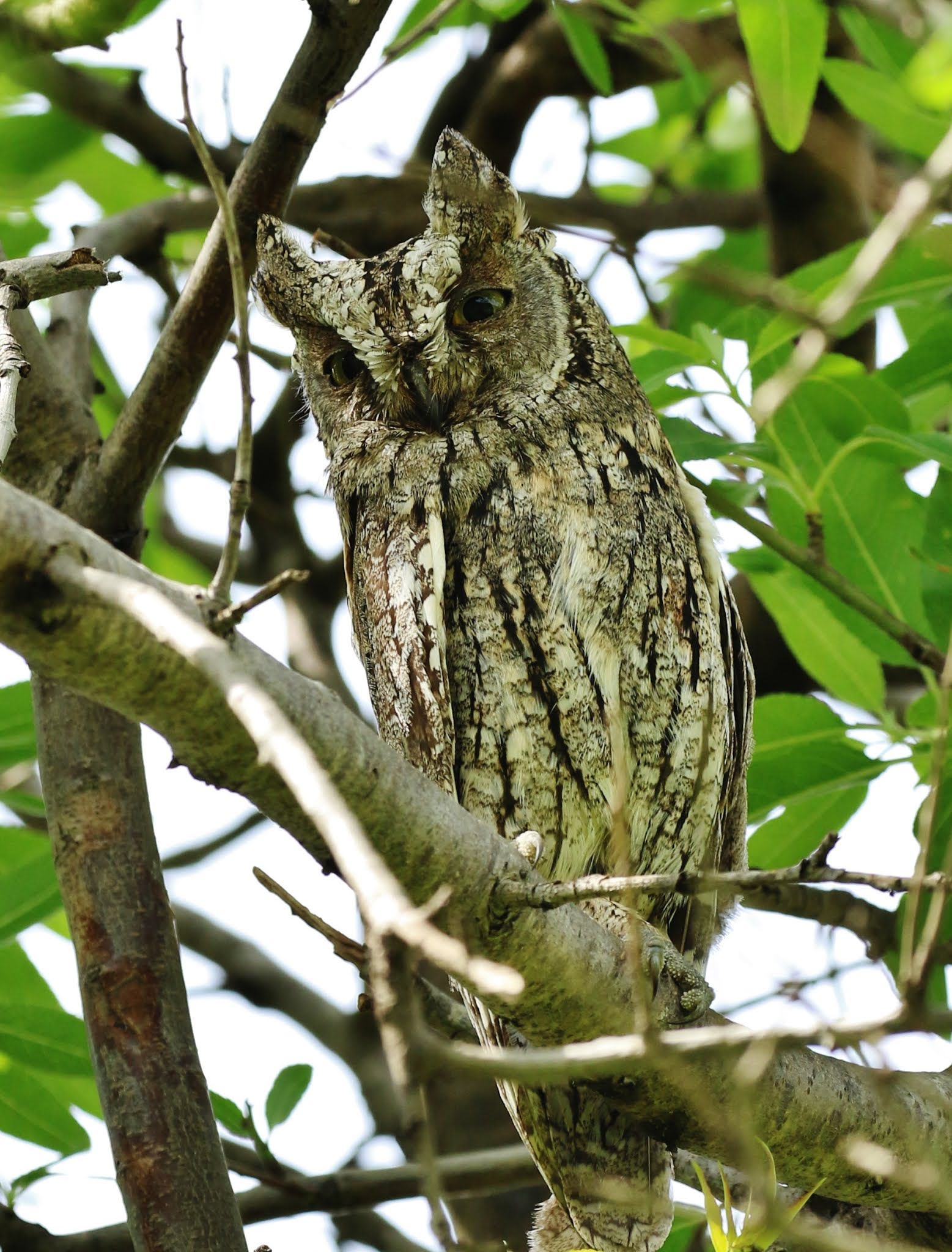 Biodiversity of Cyprus by NGO Protection of the Natural Heritage and ...