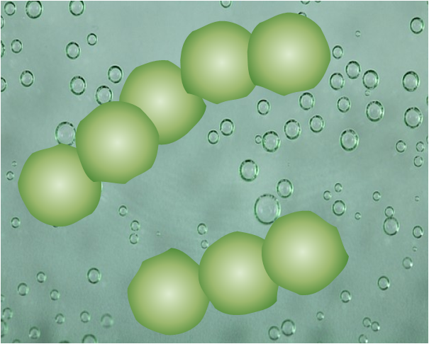 Bacterias: Clases de bacterias