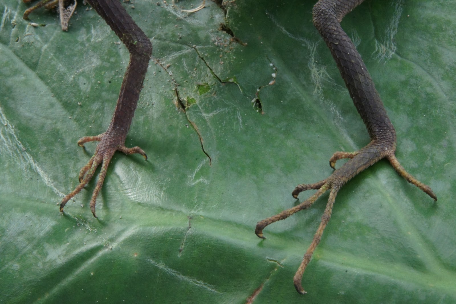 Awesome Bulusan!: Unusual mini iguana in Bulusan