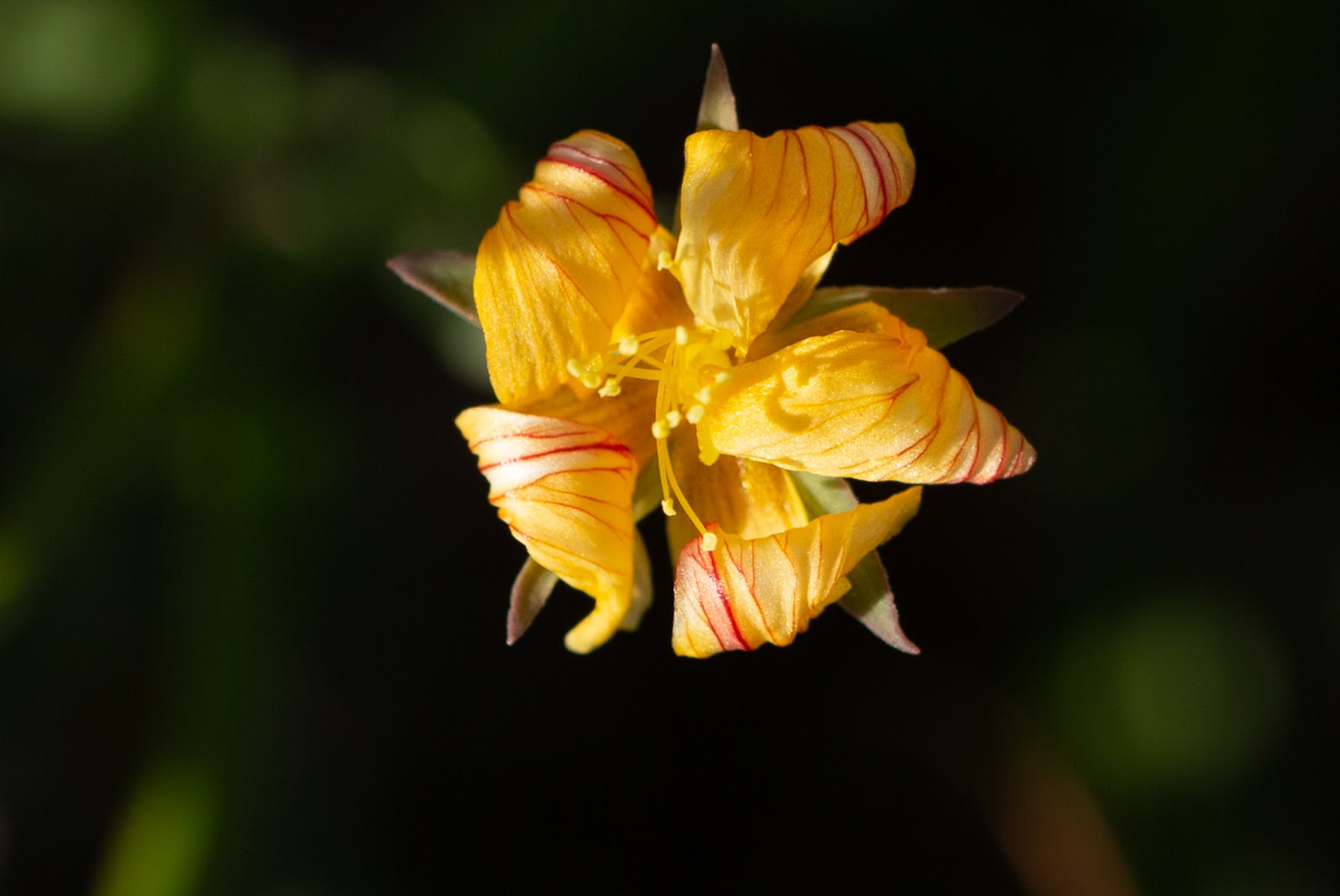 Hibbertia (Guinea flower)