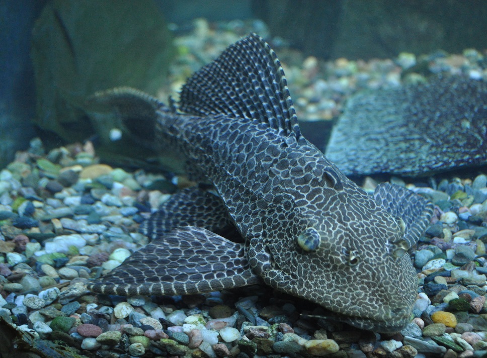 ZOOTOGRAFIANDO (6.100 ANIMALS): PLECOSTOMUS COMÚN / COMMON PLECO ...