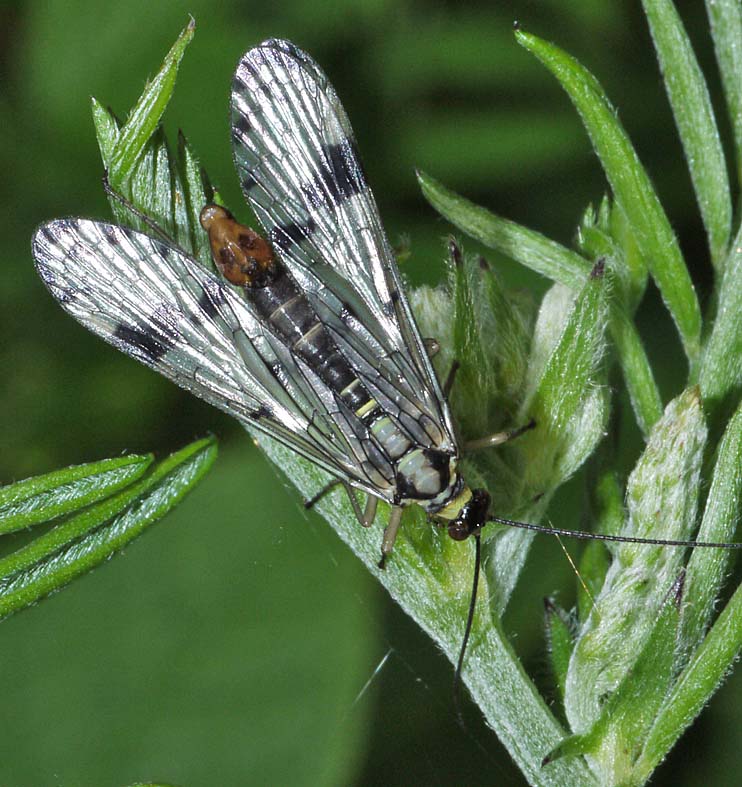 CABINET OF CURIOSITIES: The Spiders and The Fly