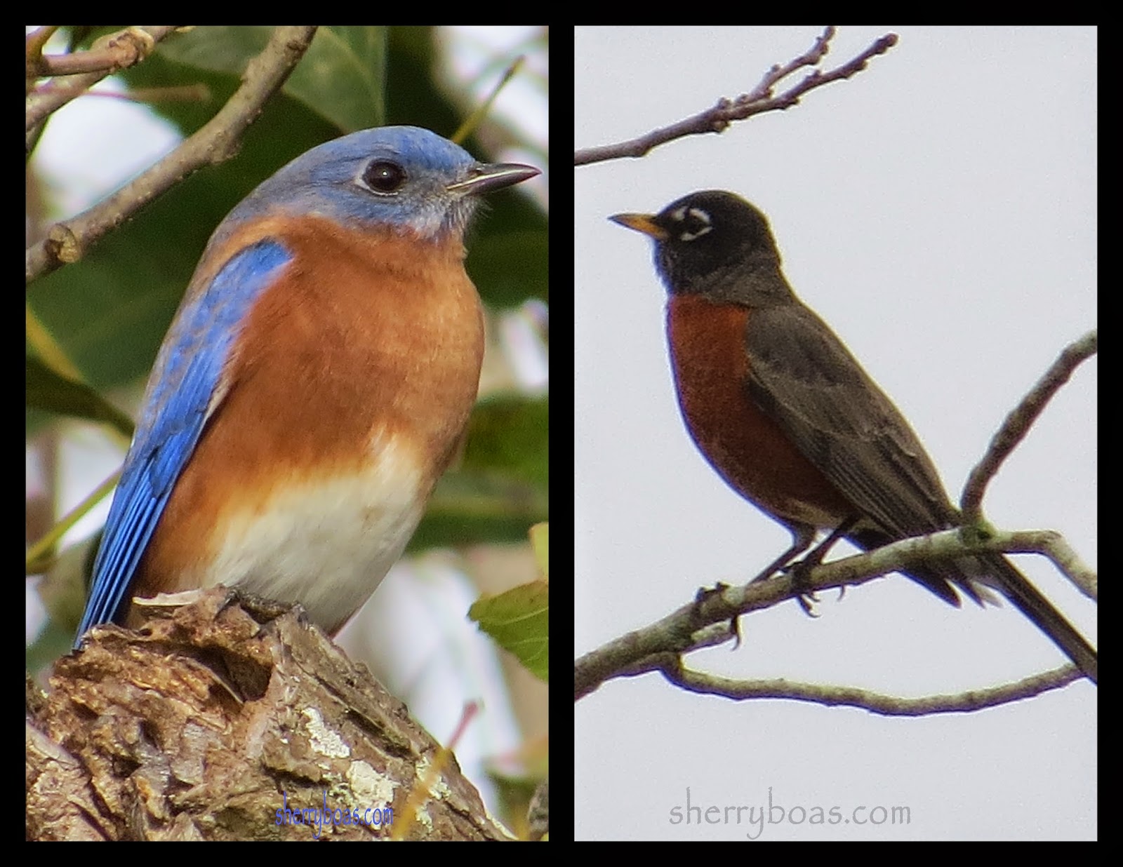 Simply Living: Bluebirds make me happy