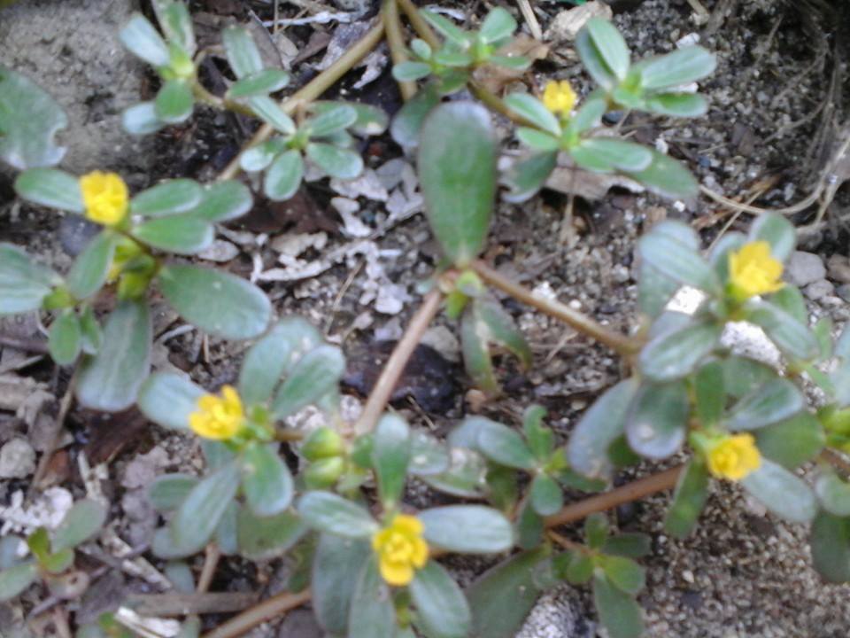 Photographic Handbook of Phil. Plants and Flowers: P