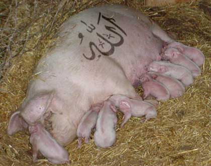 Who Would Have Believed The Singularity Would Be So Stupid?: Malaysia ...