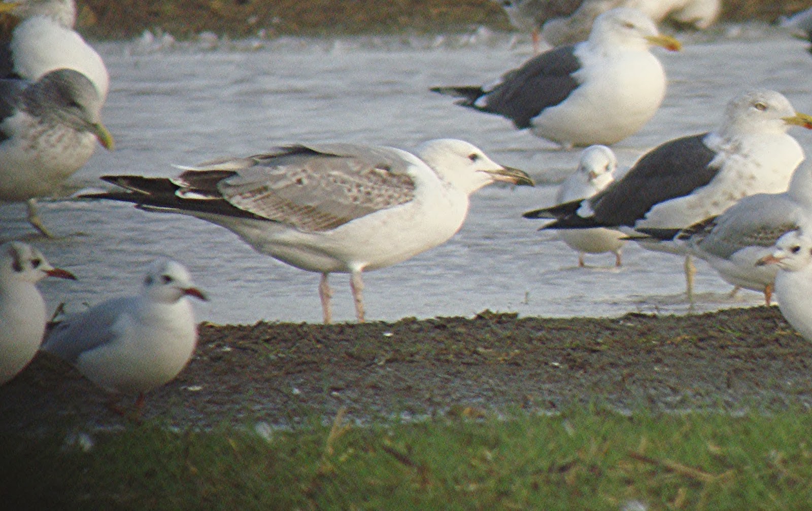 Birding, innit?: Gulls, Gulls, Gulls