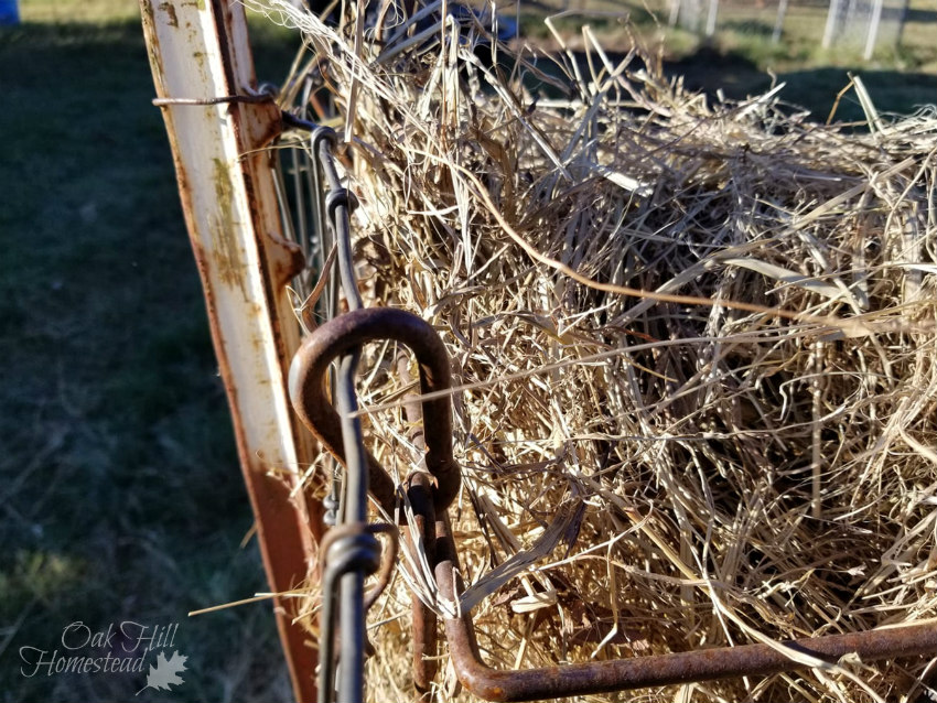 10 Must-Have Items for Goats - Oak Hill Homestead