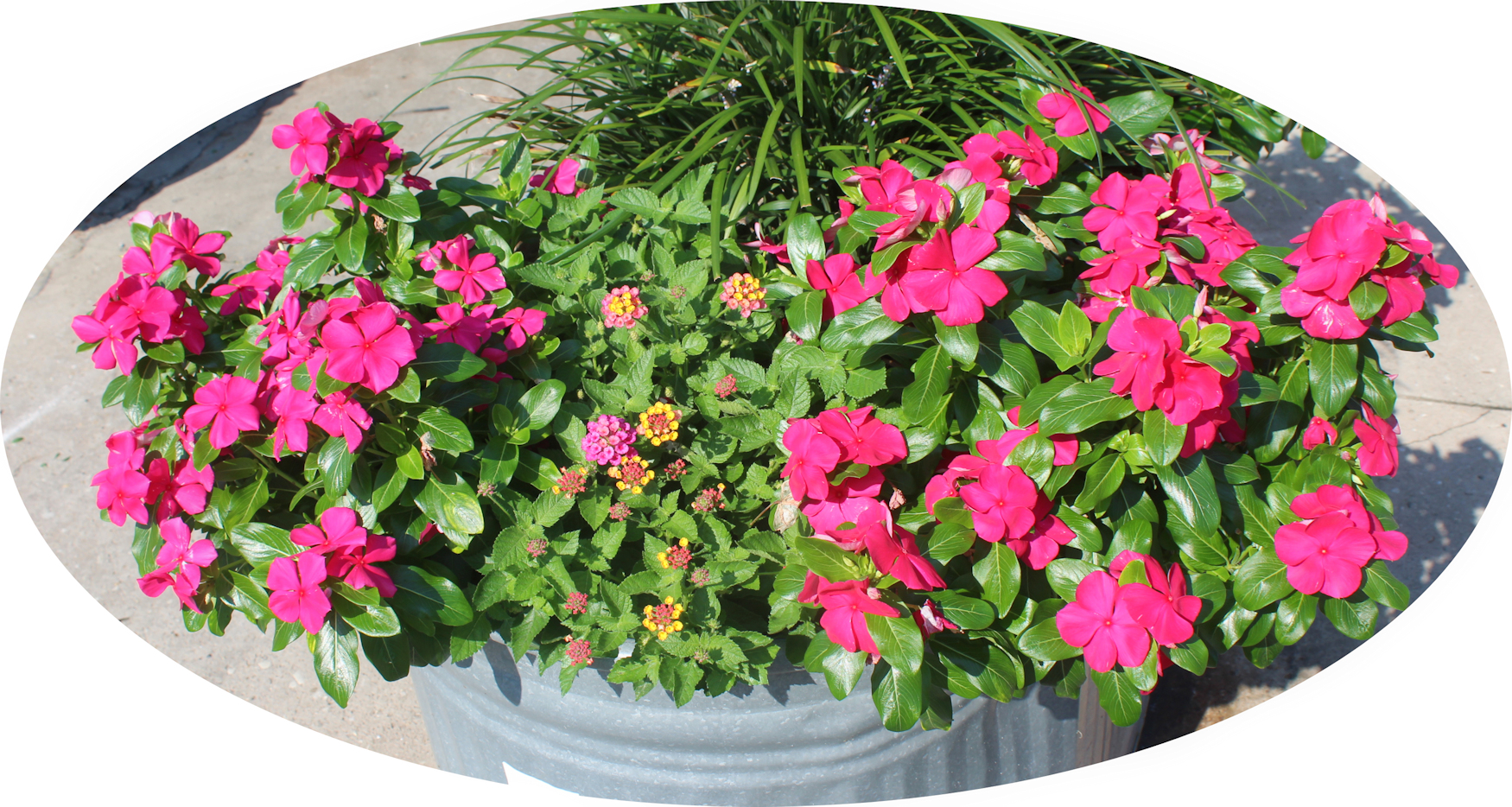 Tammany Family: Downtown Sidewalk Flower Bins