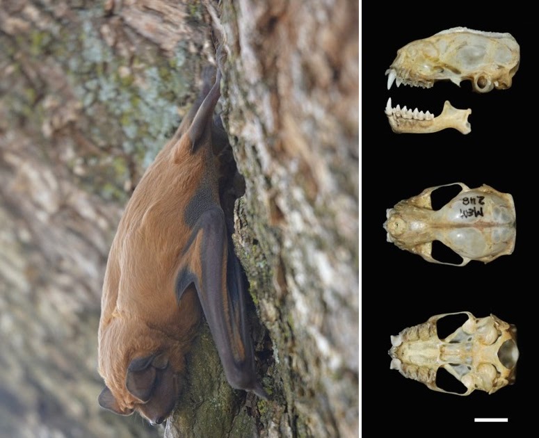 Species New to Science: [Mammalogy • 2021] Molossus melini • A New ...