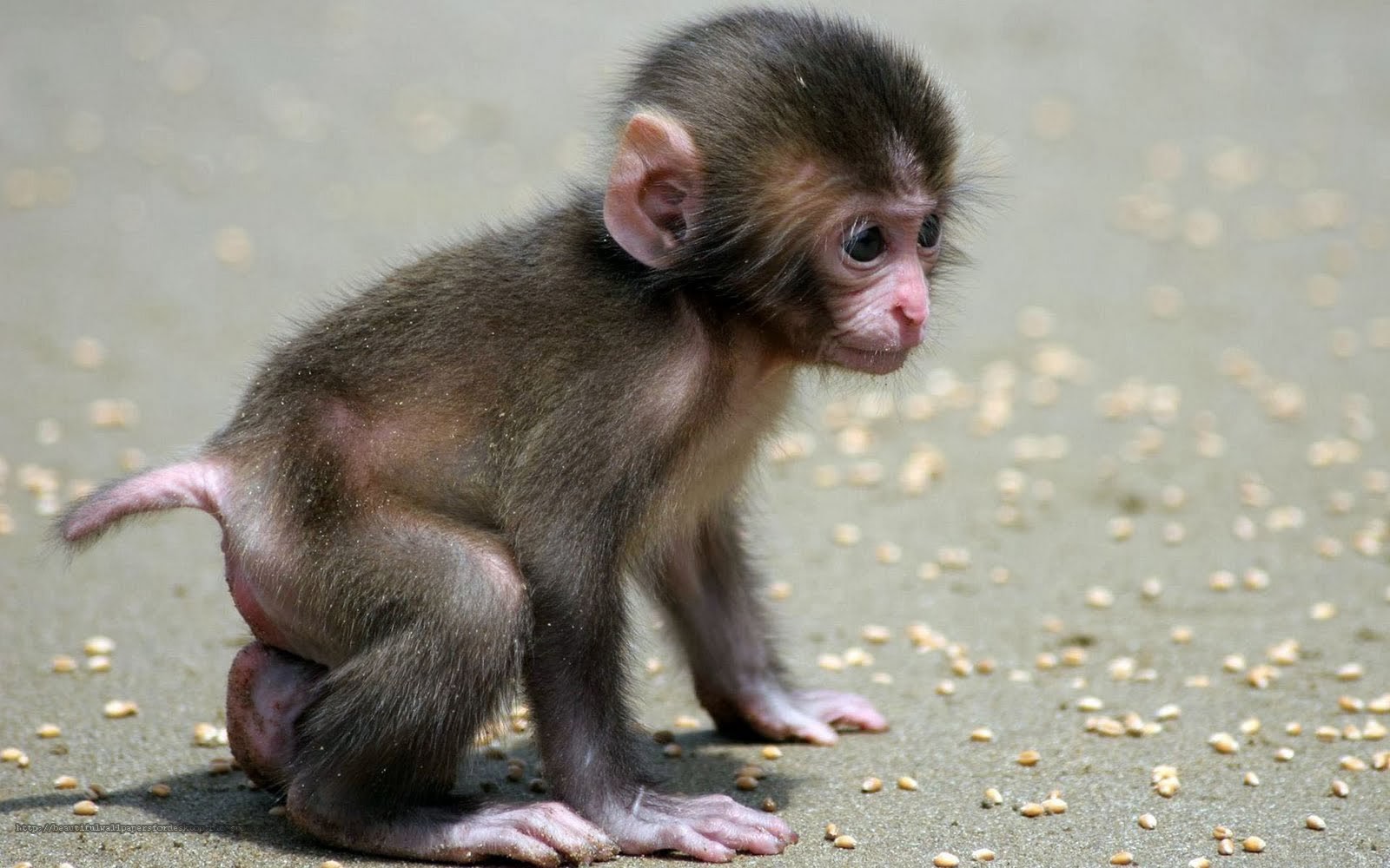 monkey wallpapers hd | Google HD images