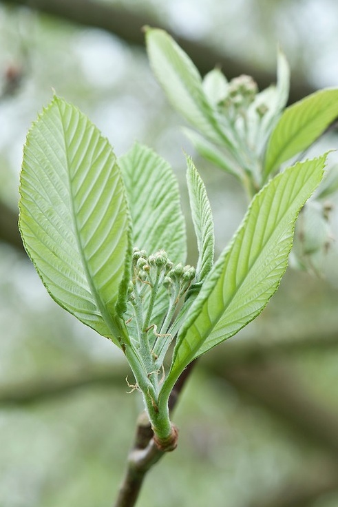 Всё о бегониях и не только...: Рябина одетая / Гриффитария одетая ...