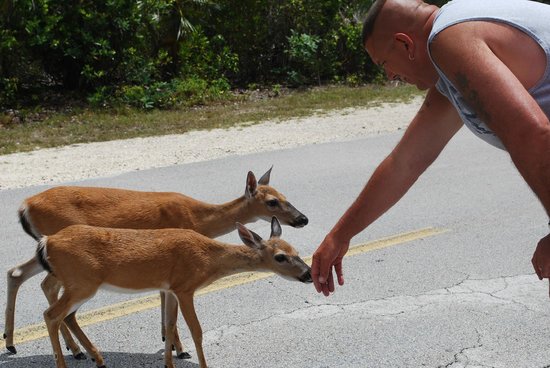 Every Day Is Special: March 11 - Key Deer Awareness Day
