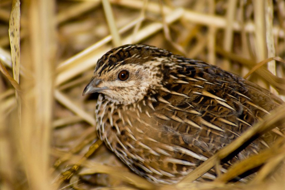 Kay Parkin Birding: Owls this for a night out!