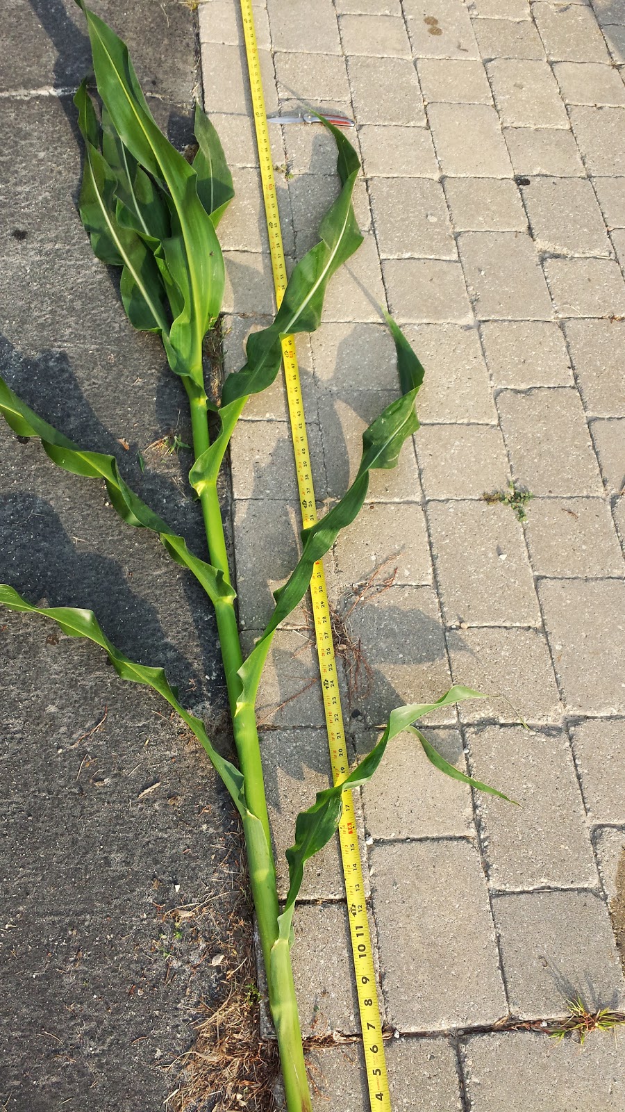 Foods Resource Bank: HEAR THE CORN GROW