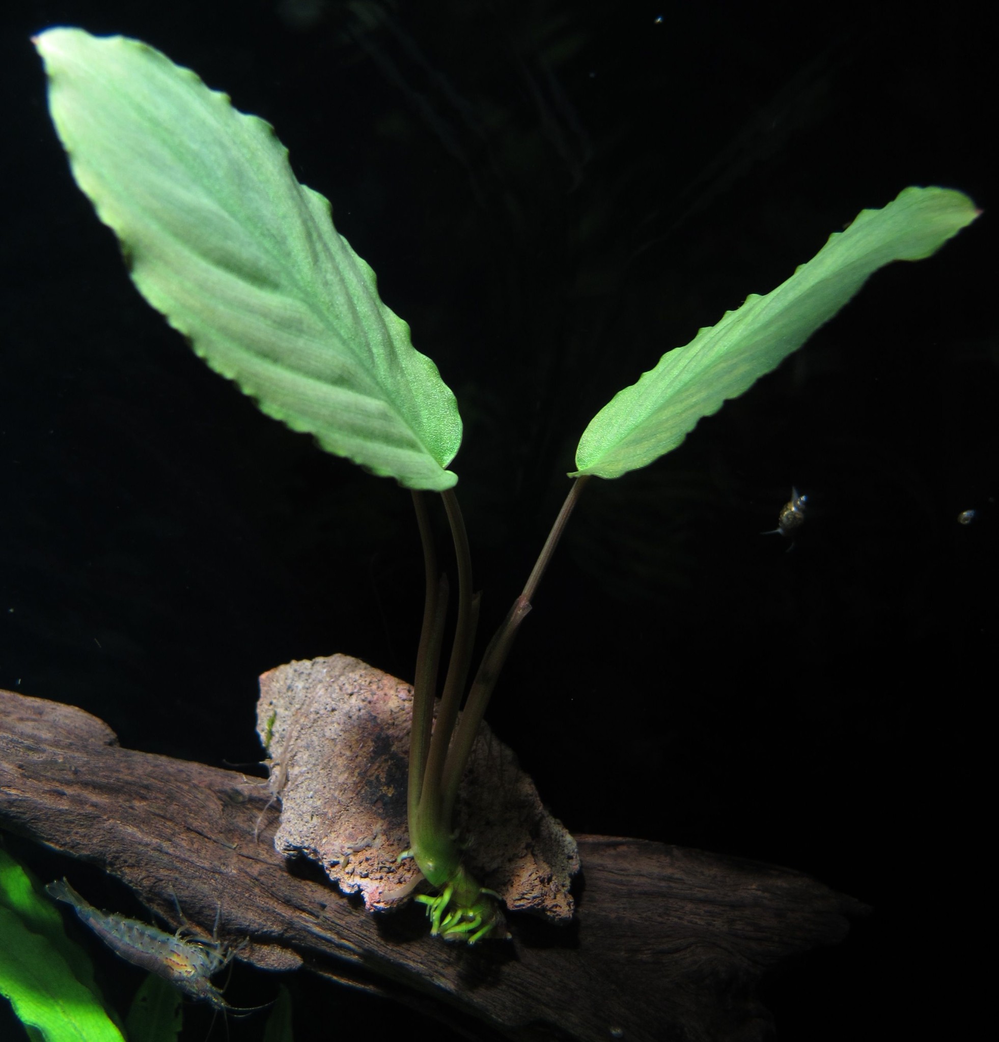 Furtadoa ini cocok sebagai tanaman terrarium, paludarium & aquascape loh.