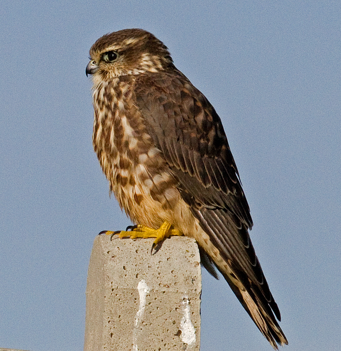 Duhallow Raptor Conservation Project: Other Birds of Prey