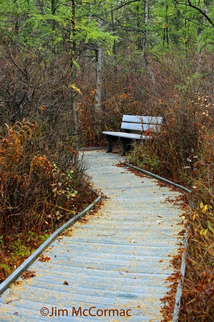 Ohio Birds and Biodiversity: A pictorial stroll through Kent Bog