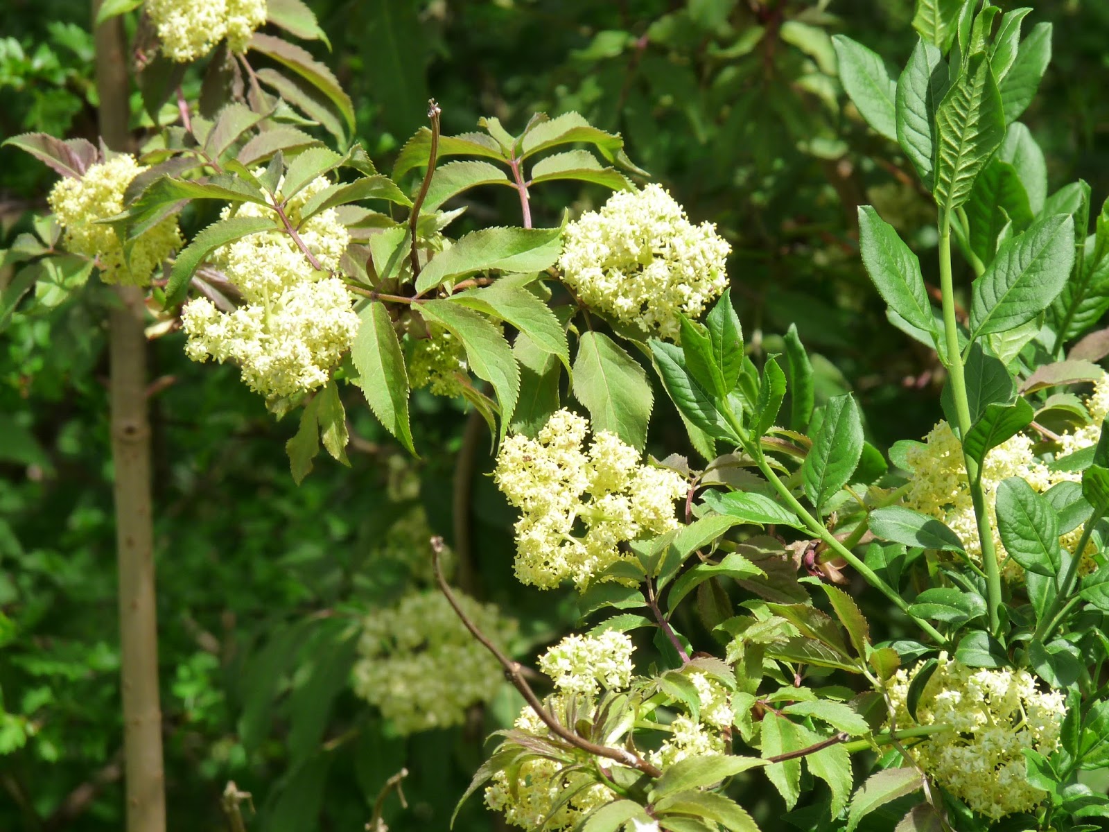 Voillans, village du Doubs, site officiel: Sureau rouge