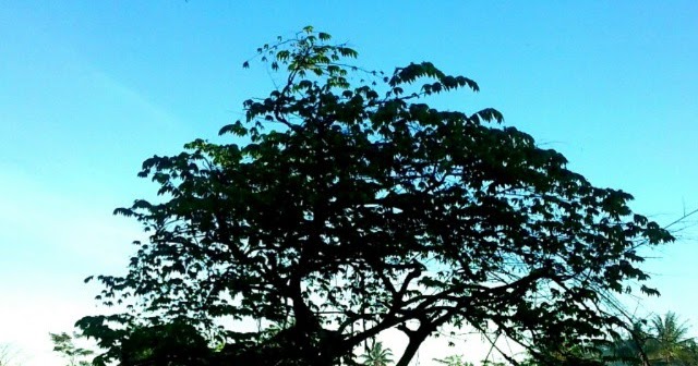 Mengenal Pohon Kersen dan Filosofi Dibaliknya - Hotcopas