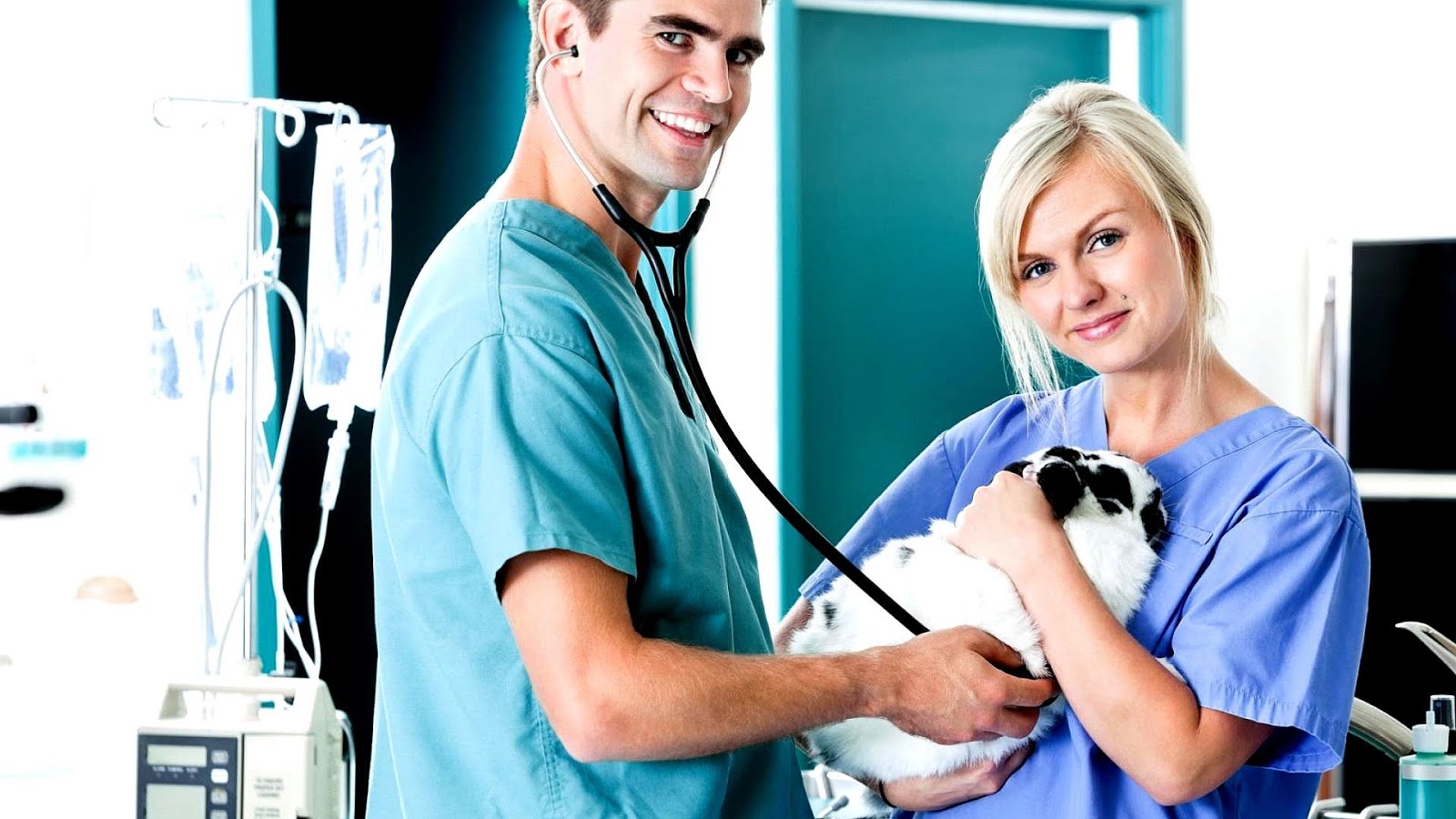 Paraveterinary workers - Vetinary Assistant - Assist Choices