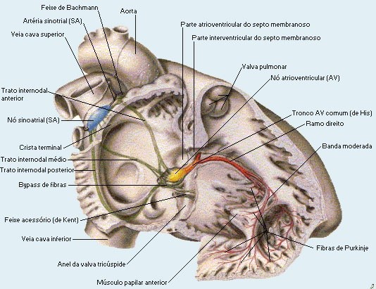 fascículo atrioventricular