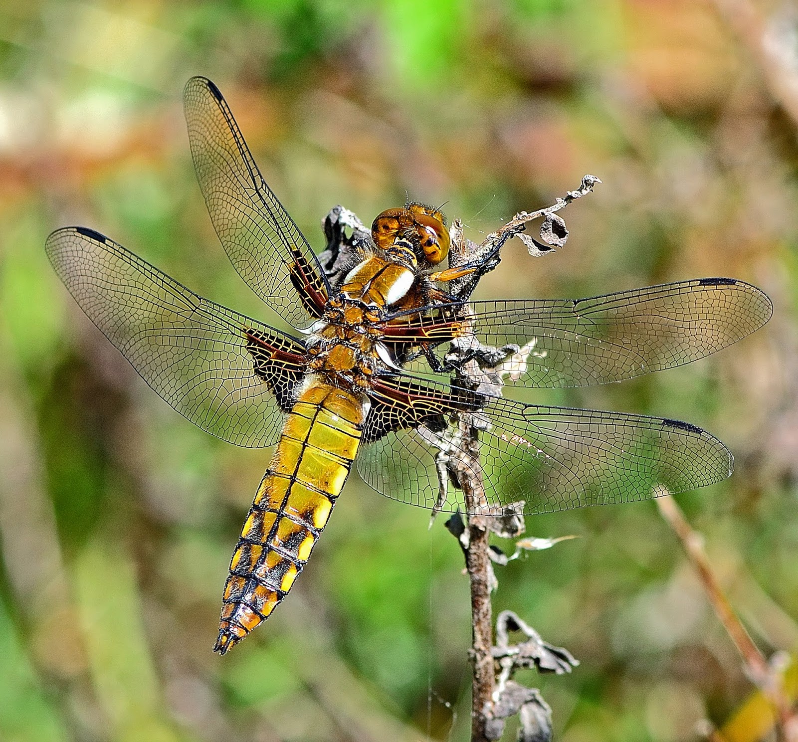 Isle of Wight Dragons: Broad-bodied Chaser,First Dragonfly of the Year.