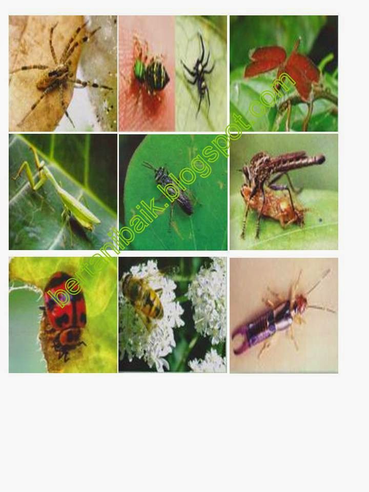 BERTANI BAIK: Musuh Alami, Bantu Petani Mengendalikan Hama