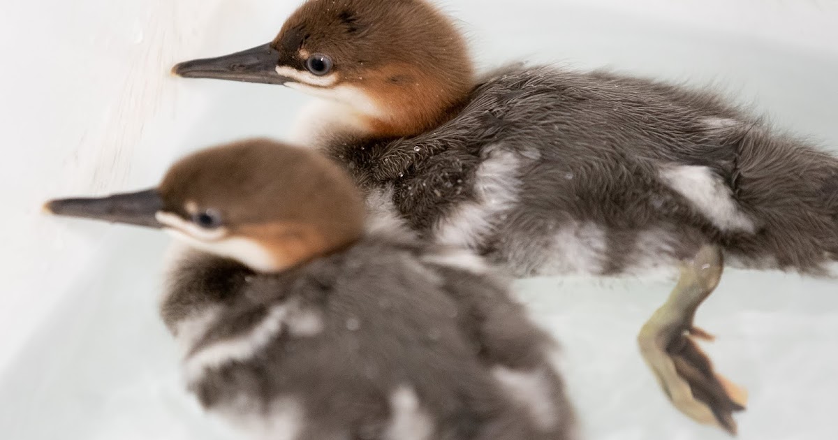 Darling ducks: A precious pair of scaly-sided mergansers have hatched!