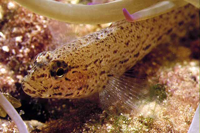 Artes de Pesca: VAMOS A PESCAR RASPOSO (GOBIIDAE)