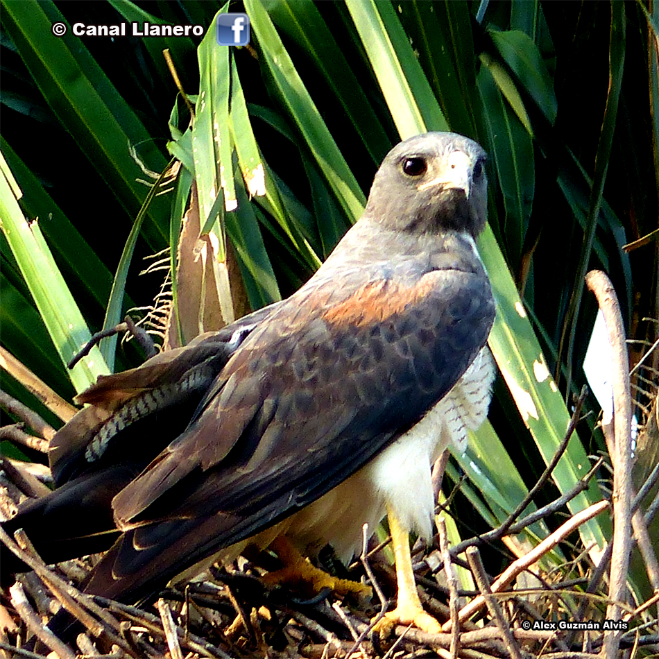 Canal Llanero : EL GAVILAN POLLERO (Buteo magnirostris)