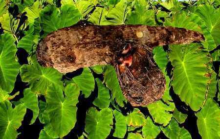 10 Common Poisonous Foods We Love To Eat