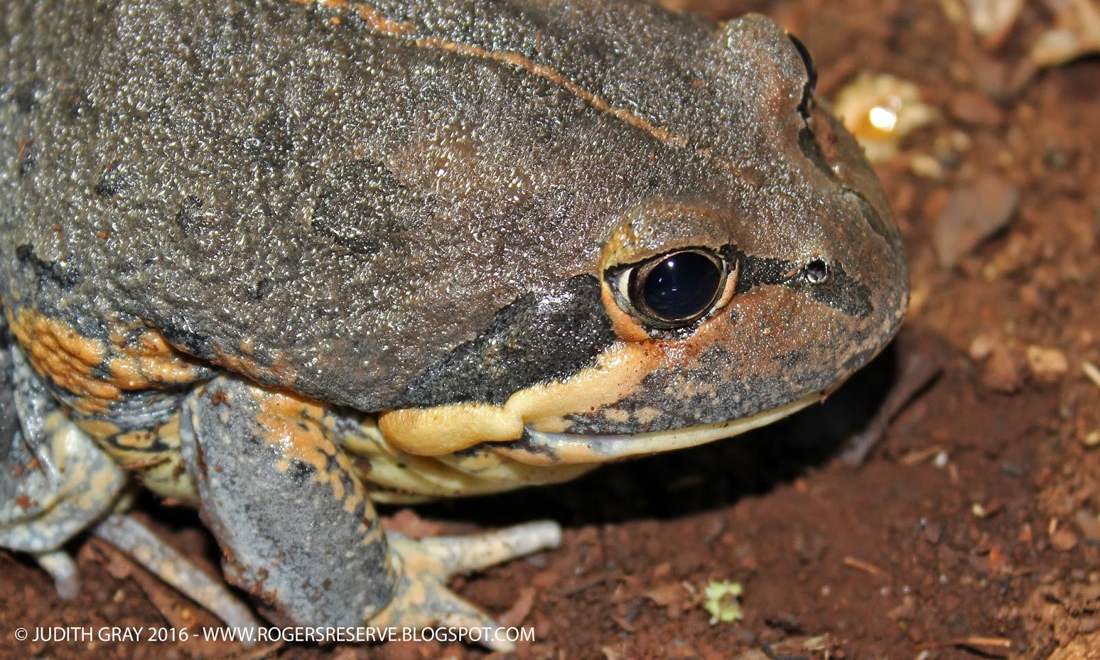 Charles and Motee Rogers Bushland Reserve: Wildlife of Rogers Reserve ...